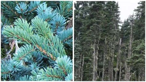 18 Different Types Of Spruce Trees And Their Identifying Features