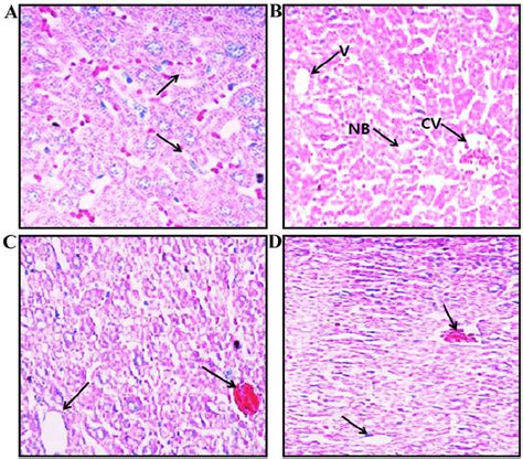 Histopathological Examination Of Mouse Liver Tissue Stained With Hande At