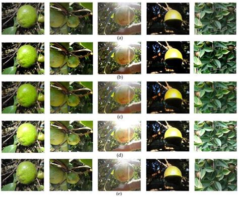 Camellia Oleifera Fruit Detection Algorithm In Natural Environment Based On Lightweight