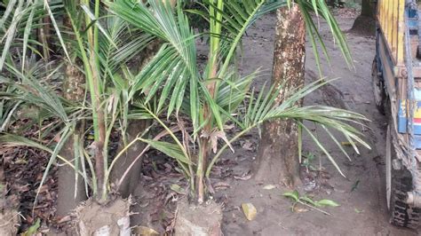 খাটো জাতের নারকেল গাছ।01307 965948 বগুড়া নার্সারী Bogura Nursery