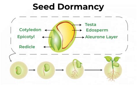 Seed Dormancy Geeksforgeeks