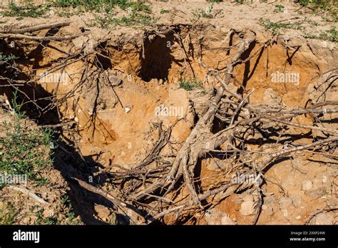 Exposed Tree Roots Protruding From Eroded Sandy Soil Stock Photo Alamy