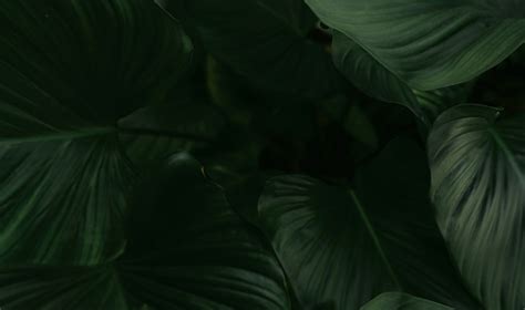 정원에있는 열대 식물의 근접 촬영 녹색 잎 뷰티 패턴 텍스처 배경이있는 짙은 짙은 녹색 잎 스파 배경을위한 녹색 잎 녹색 벽지 정원의 관상용 식물 0명에 대한 스톡 사진 및