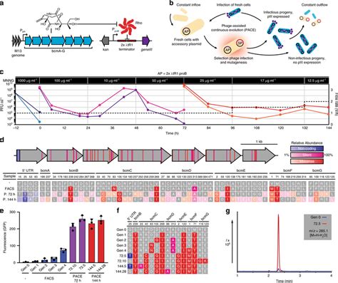 Bioactivity Dependent Continuous Evolution Of The P Aeruginosa Bcm Download Scientific Diagram
