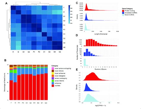 comparison of the coding and non coding transcriptome profiles of the