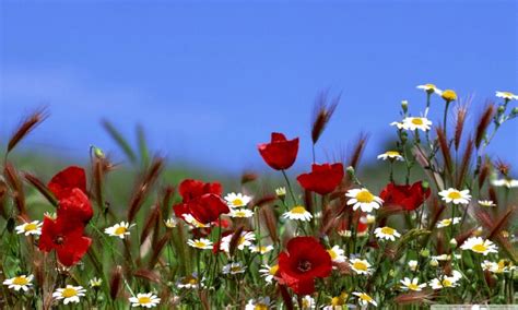 Summer Flower Wallpapers Top Free Summer Flower Backgrounds