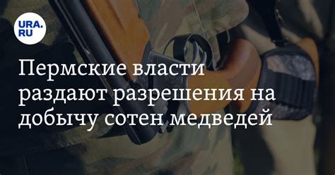 Охота на медведя в Пермском крае как получить разрешение на добычу