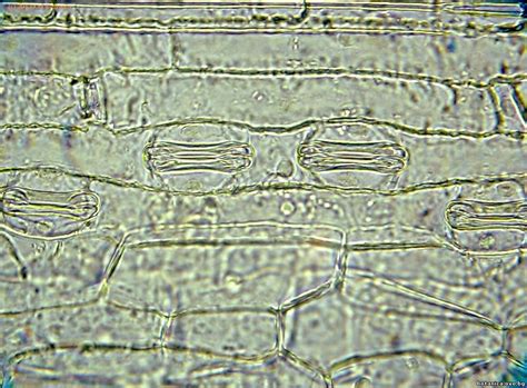 Ботаника I: Анатомия и морфология на растенията – BOTANICA.gallery