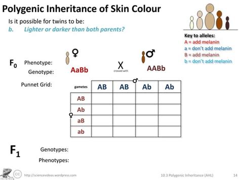 Polygenic Inheritance Ahl