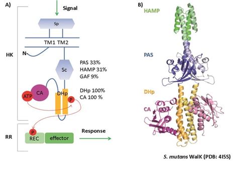 Two Component System Domain Organization And Signalling A A Download Scientific Diagram