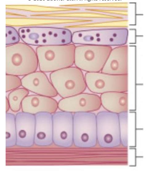 Structure Of The Epidermis Biological Science Picture