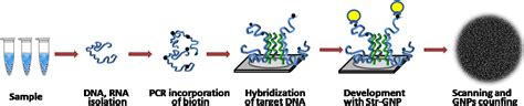 Figure 1 From Multiplex Digital Quantification Of β Lactamase Genes In Antibiotic Resistant