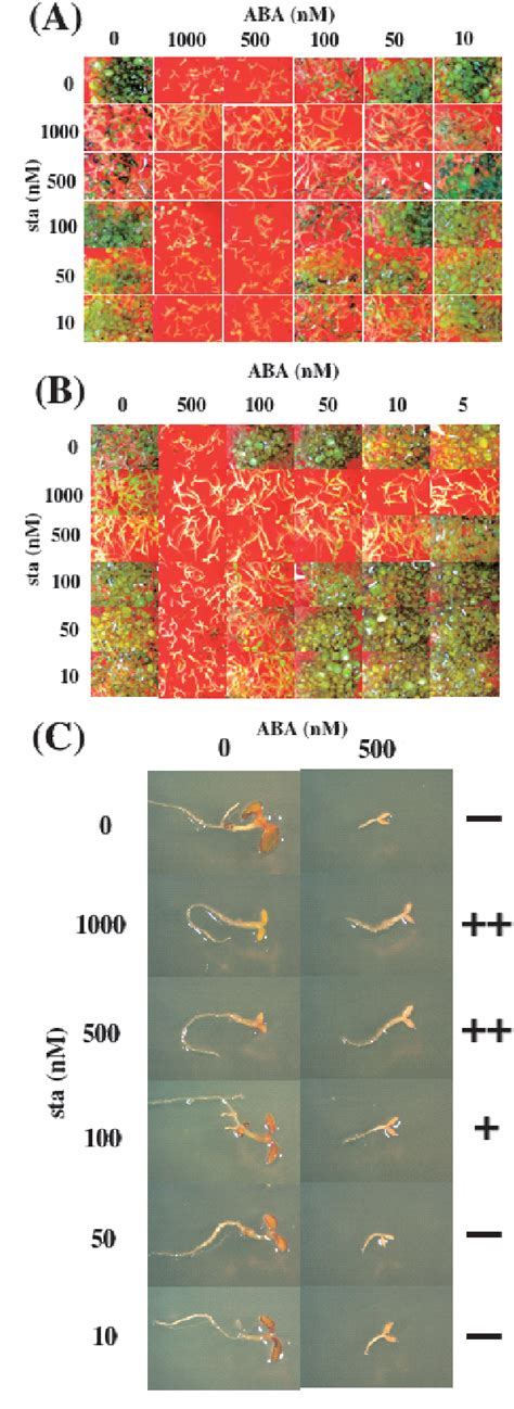 Figure 2 From Isolation Of Arabidopsis Mutants That Have Altered Sensitivity To Staurosporine