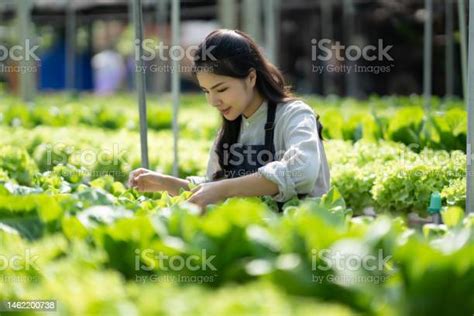 샐러드 농장에서 일하는 아시아 여성 농부 중소기업을 위한 유기농 수경 채소 심기 3 명에 대한 스톡 사진 및 기타 이미지 3 명 건강한 생활방식 건강한 식생활