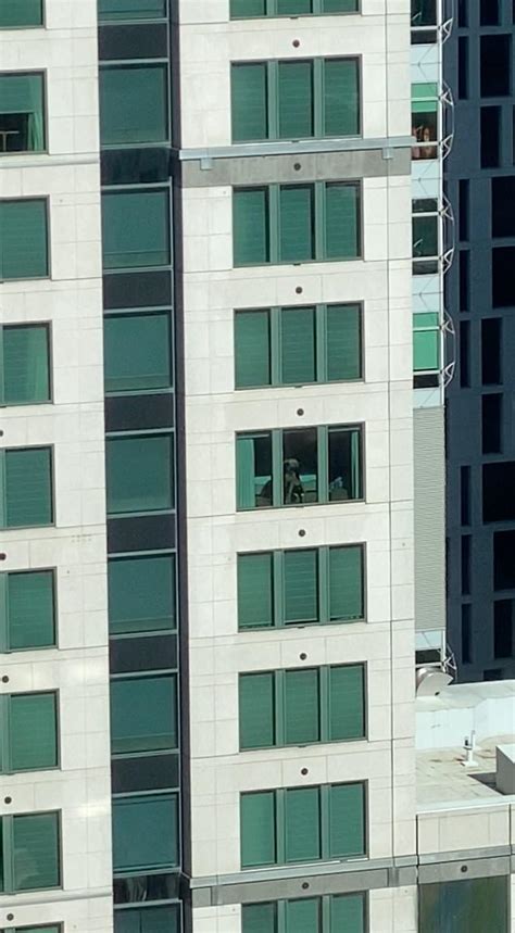 Couple Caught Having Sex In Sydney Hotel As Office Workers Watch On Daily Mail Online