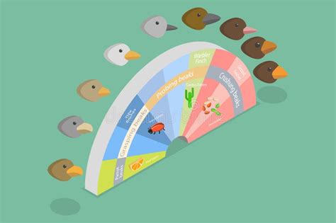 Adaptive Radiation Stock Illustrations 28 Adaptive Radiation Stock