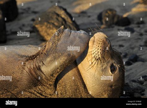 Hawaiian Monk Seal Rests On The Beach Neomonachus Schauinslandi