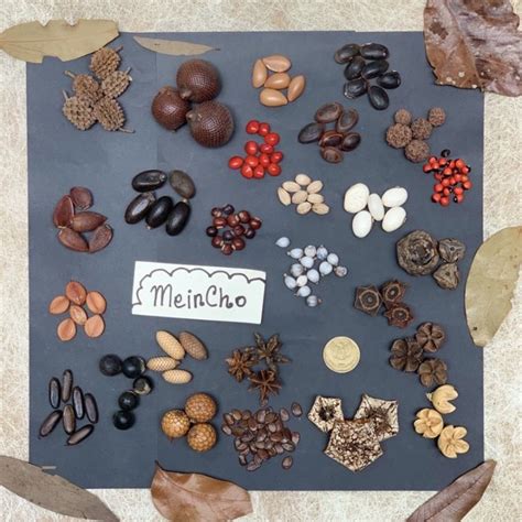 5 20 Biji Kerajinan Kolase Biji Kering Aneka Bijian Bahan Properti Foto Dekorasi Rustik