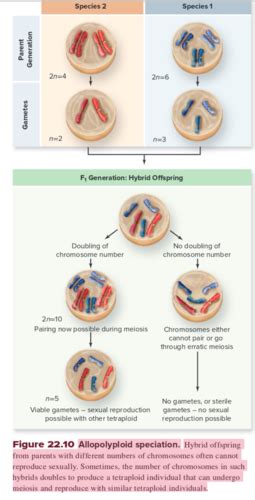 Lesson Macroevolution And Speciation Flashcards Quizlet