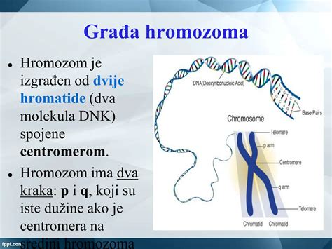 Genetika Sta Je Mendelova Genetika Pptx Ppt