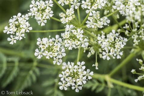 Conium Maculatum