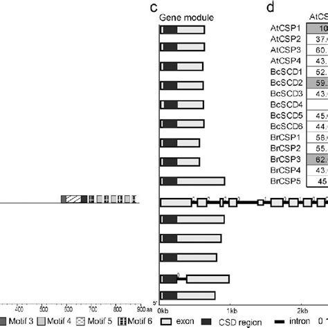 Phylogenetic Analyses Of Csp Proteins From Ten Plant Species Multiple