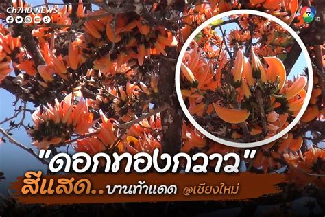 ข่าวบานสะพรั่งแล้ว “ดอกทองกวาว” สีแสด สวยงามสะดุดตาท้าแดด สร้างสีสันเป็นเอกลักษณ์ ให้ถนนอัษฎาธร