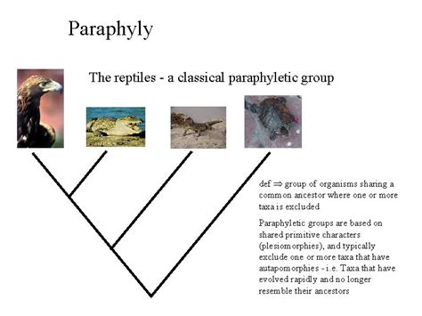 2 Modern Phylogenetic Systematics Is Based On Cladisticphylogenetic