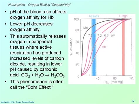 Biochemistry 3070 Oxygen Transport Proteins Myoglobin Hemoglobin Biochemistry