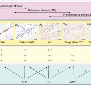 MAPT Mutations A Schematic Representation Of MAPT Exons Nine To 13 Download Scientific