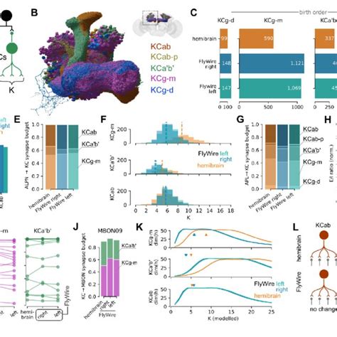 Variability In The Mushroom Body A Schematic Of Mushroom Body