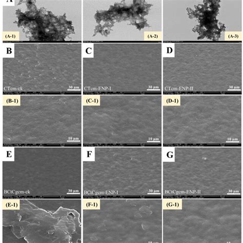 Schematic Representation Of Synthesis Of The Enzyme Nanoparticles