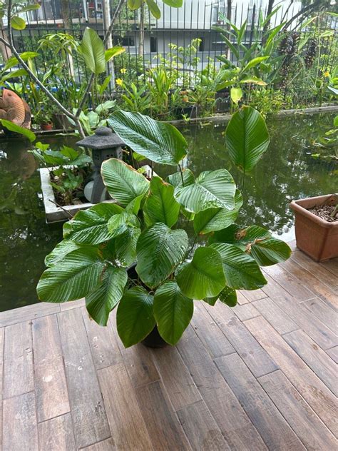 Thaumatococcus Daniellii Furniture And Home Living Gardening Plants And Seeds On Carousell