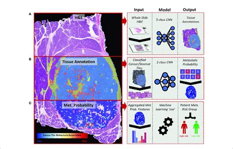 Diagram Representing The Whole Slide Image Wsi Processing Pipeline Download Scientific