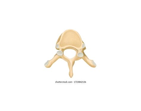 Thoracic Vertebrae Structure Quiz