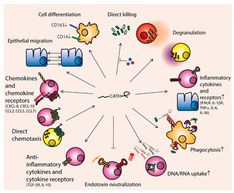 Pin On Immunology