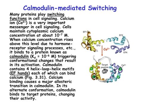 Protein Structure And Receptor Function Ppt