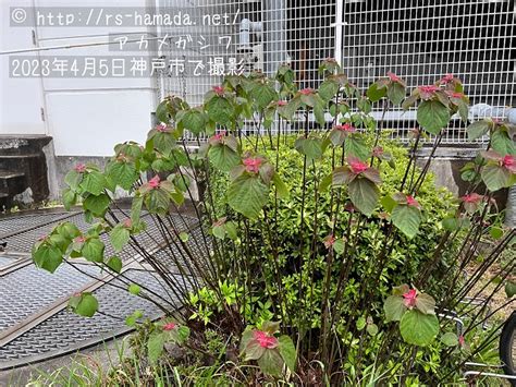 アカメガシワの駆除3つの方法｜自然植物図鑑