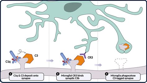 Complement And Microglia Dependent Synapse Elimination In Brain Development Pmc