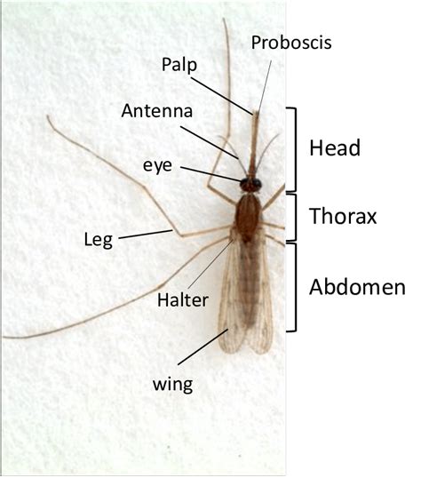 Anatomy Of An Adult Mosquito Download Scientific Diagram