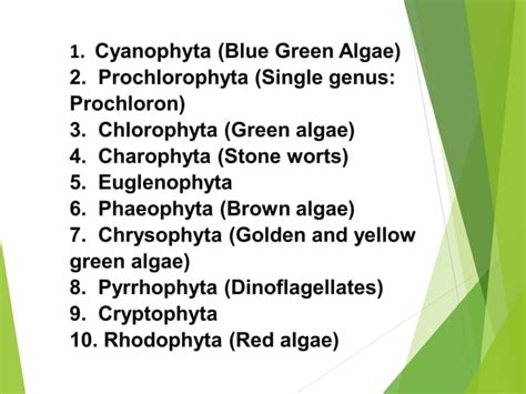 Classification Of Algae Pdf Biological Sciences Science