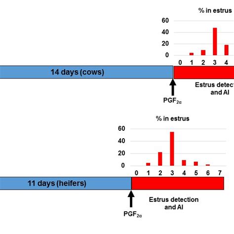 Pdf Synchronization Of Estrus And Ovulation In Dairy Cattle