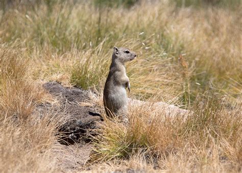 Ground Squirrel Behavior Diet And Habitat Britannica