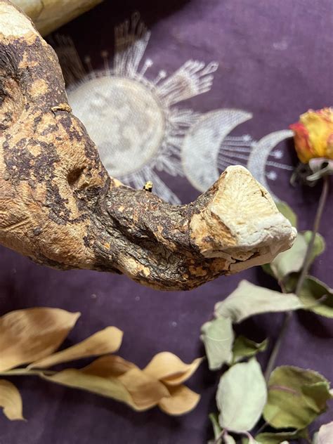 Fleece Flower Root Sex Longevity Energy Binding Sealing Intent Strength Fertility All