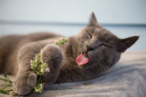 Why Do Cats Love Catnip So Much Here S What Science Says Pango Pets