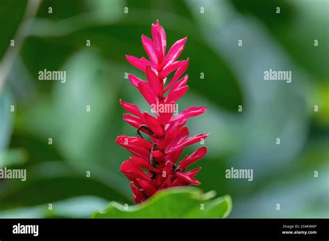 Alpinia Purpurata Flower Aka Red Ginger A Beautiful Flower From A