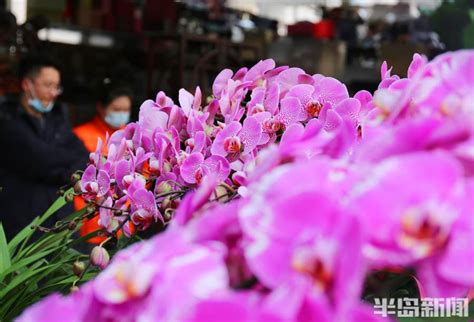 青岛枯桃花卉市场春节将至鲜花俏 半岛网