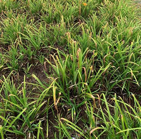 花蓮縣府爭取農委會公告富里鄉金針菜現金救助 受理期限至91止 Beanfun