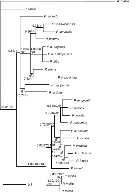 Bayesian Consensus Phylogenies Constructed From Cytochrome B Sequences Download Scientific
