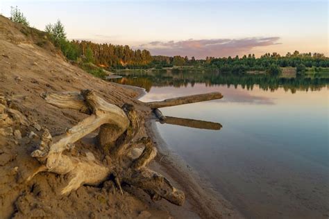 Premium Photo A Curved Snag On The Shore Of The Lake And The Evening Sky At Sunset